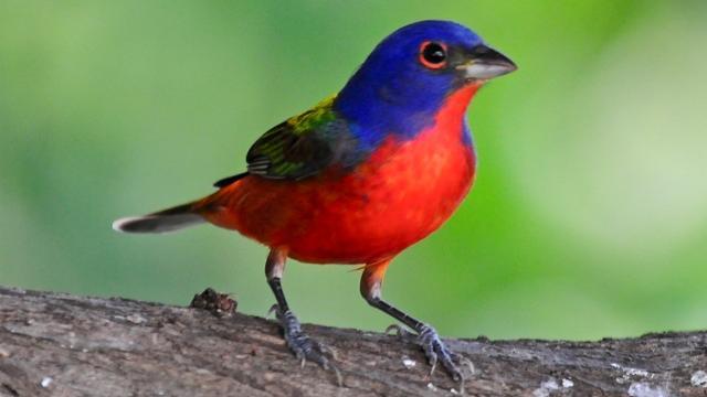 Bird Watching Spreads Its Wings In Grand Bahama | Tourism Today