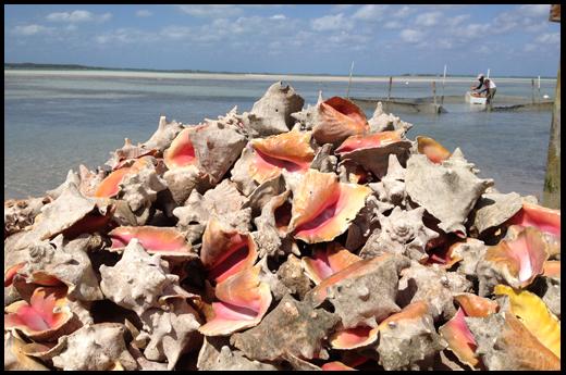 Inagua Conch Fest | Tourism Today