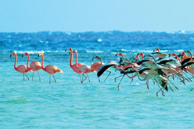 Inagua Birdwatching Could Tap Into Billions of Dollars | Tourism Today